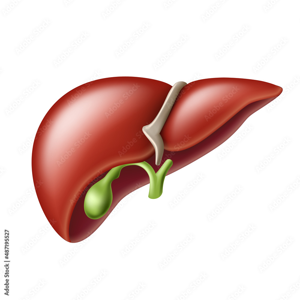 Realistic liver anatomy structure. Hepatic system , digestive ...