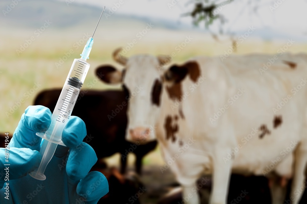 Cattle Medication