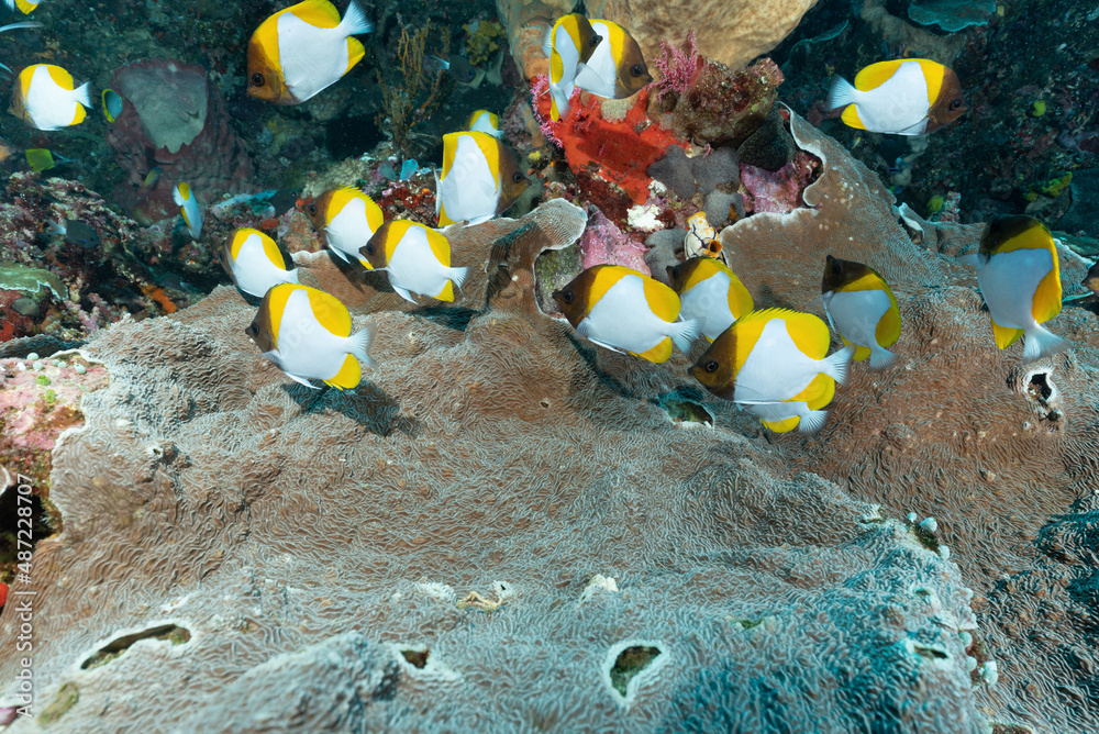 Gruppo di Hemitaurichthys polylepis, conosciuto comunemente come pesce ...