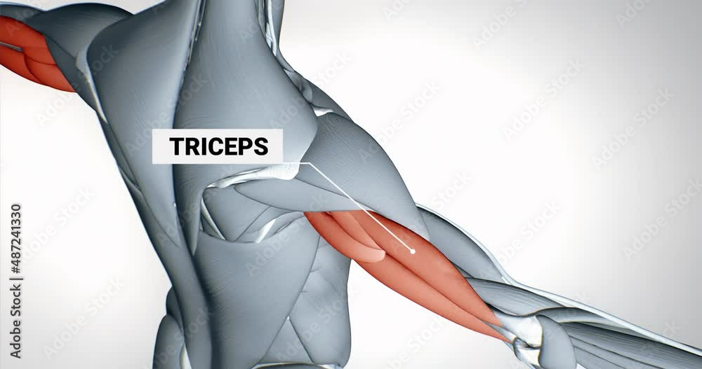 musculus triceps brachii, detailed display of muscles, human muscular ...