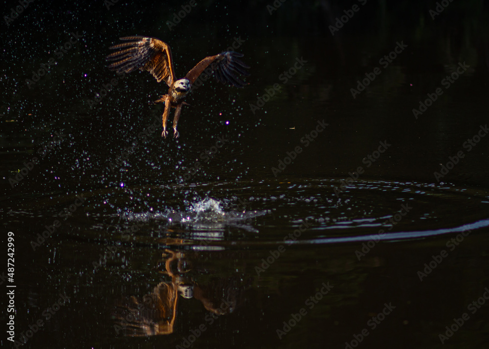 The hawk touching the waters in nature Stock Photo | Adobe Stock
