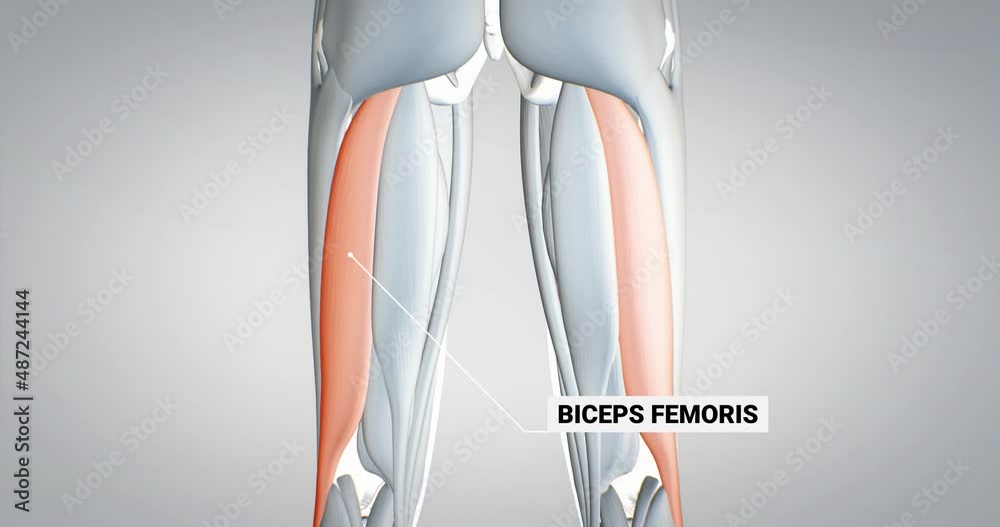 leg muscles, biceps femoris, detailed display of muscles, human ...