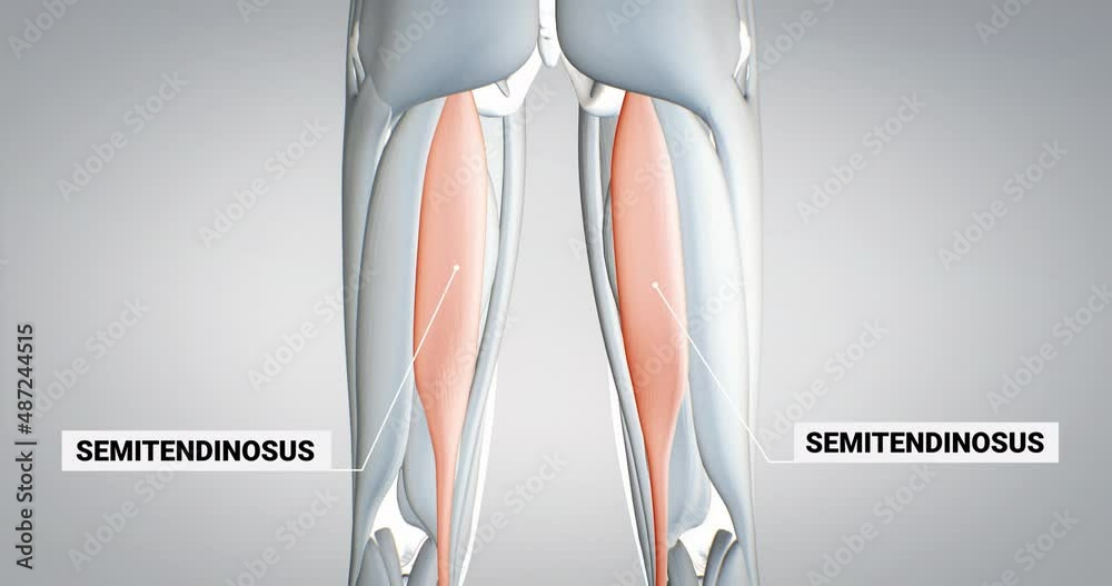 leg muscles,semimembranosus, detailed display of muscles, human ...