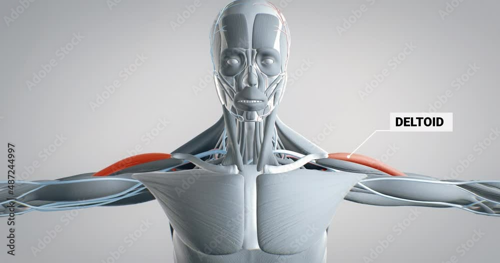 Deltoid muscle, detailed display of muscles, human muscular system, 3D ...