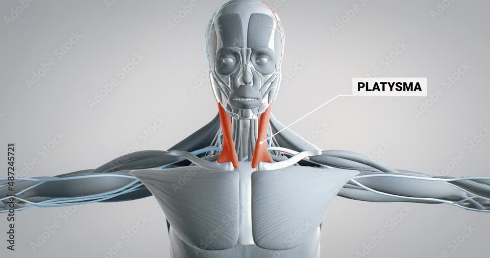 platysma muscle, detailed display of muscles, human muscular system, 3D ...