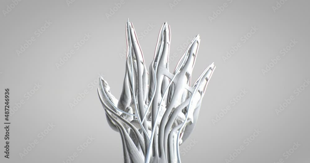 Anatomy of the hand, detailed display of muscles, human muscular system ...
