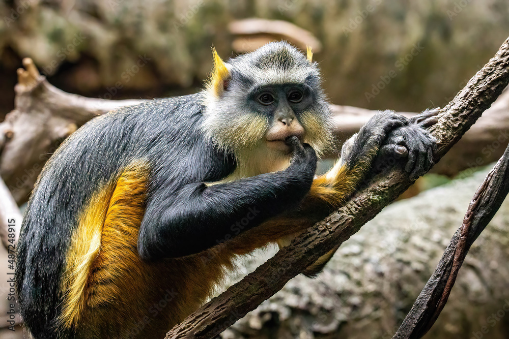 Cute looking Wolf's mona monkey portrait Stock Photo | Adobe Stock