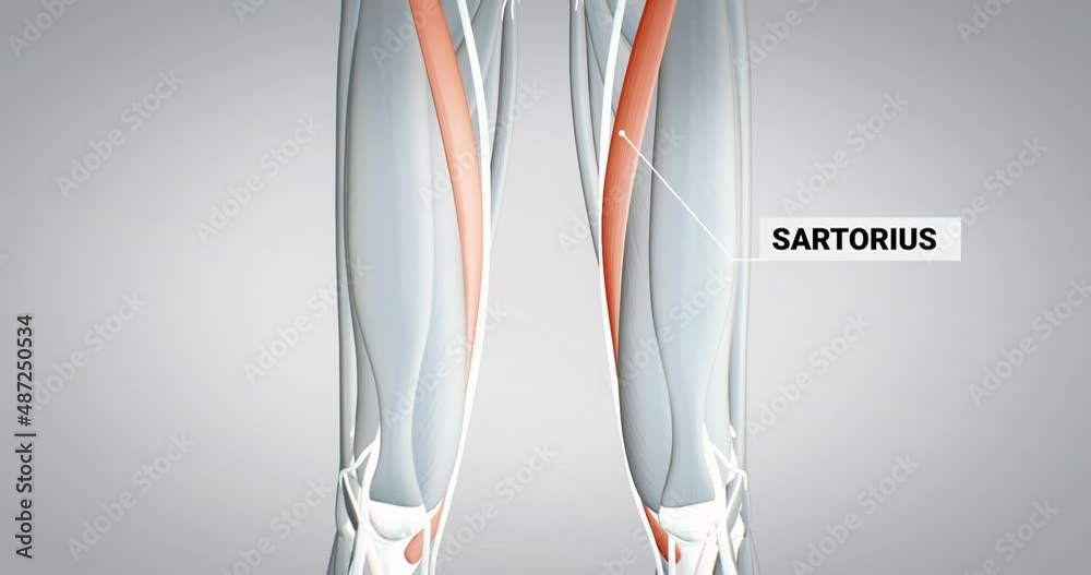 leg muscles, sartorius muscle, detailed display of muscles, human ...