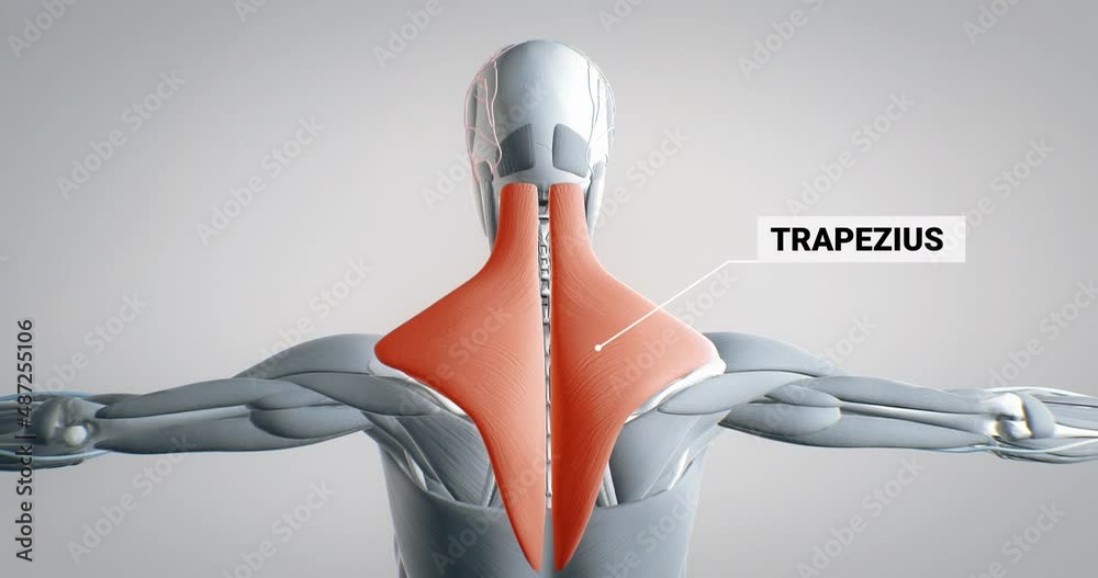 musculus trapezius, detailed display of muscles, human muscular system ...