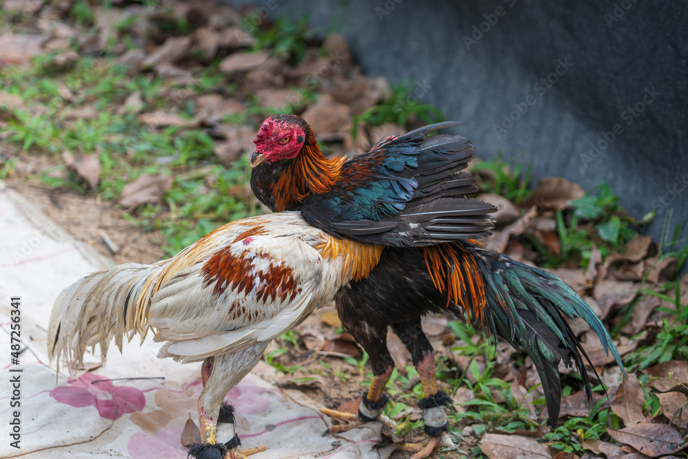 Two angry wild roosters fighting, close up, Thailand Stock Photo ...