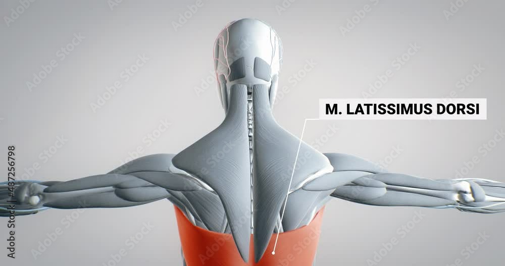 musculus latissimus dorsi, detailed display of muscles, human muscular ...
