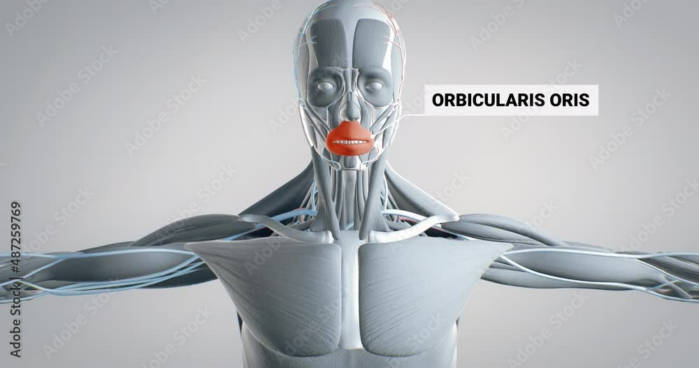 Musculus orbicularis oris, detailed display of face muscles, human ...