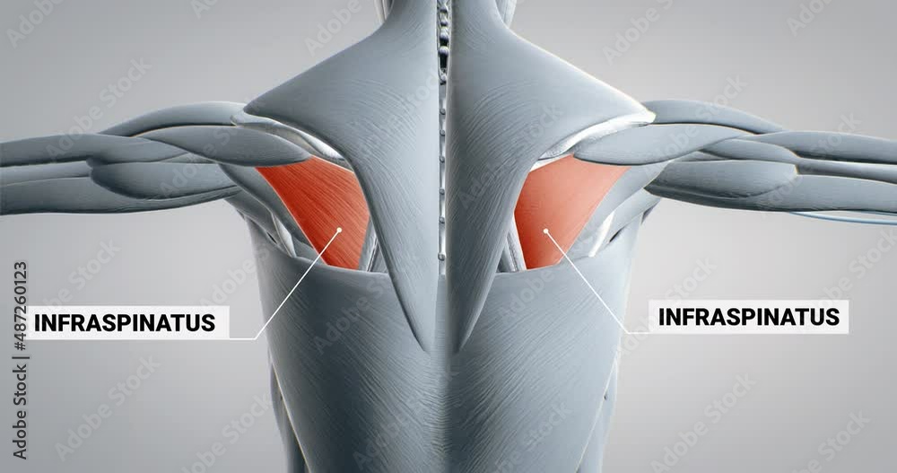 Musculus infraspinatus, spine, detailed display of muscles, human ...