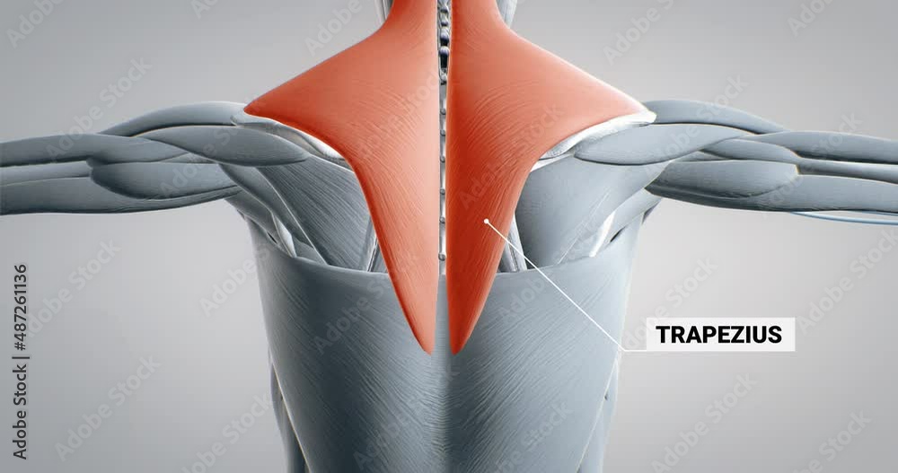 trapezius muscle, spine, detailed display of muscles, human muscular ...