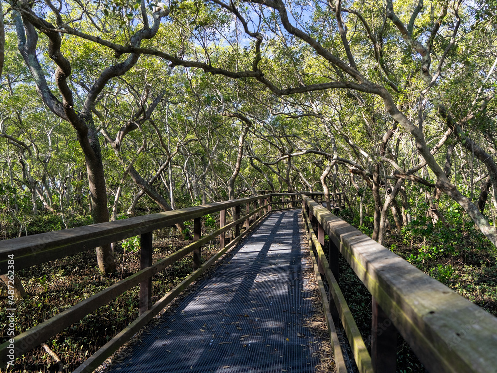 Sun shining through mangrove tree canopy onto a boardwalk through the ...