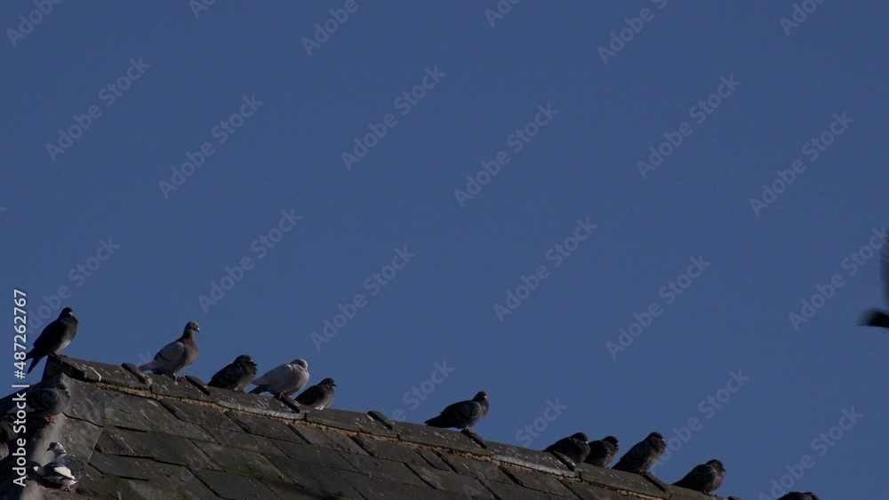 Pigeon birds in a line on the roof of a building in a city nature and ...