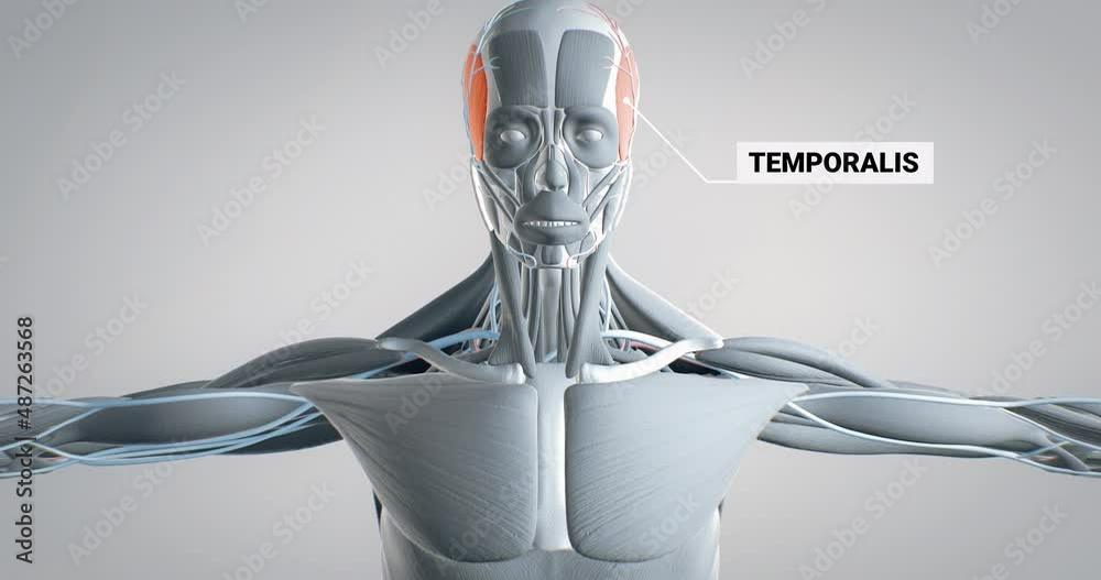 Anatomy of the head and face, temporalis, detailed display of face ...