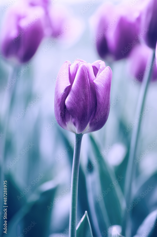 Pantone Violet Tulip