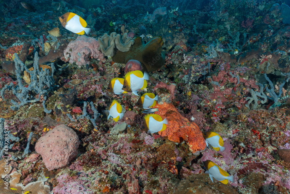 Gruppo di Hemitaurichthys polylepis, conosciuto comunemente come pesce ...