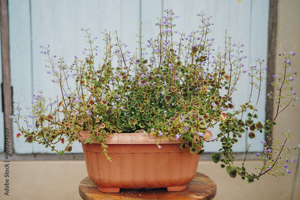 mini Coleus plants with tiny purple flowers Stock Photo | Adobe Stock