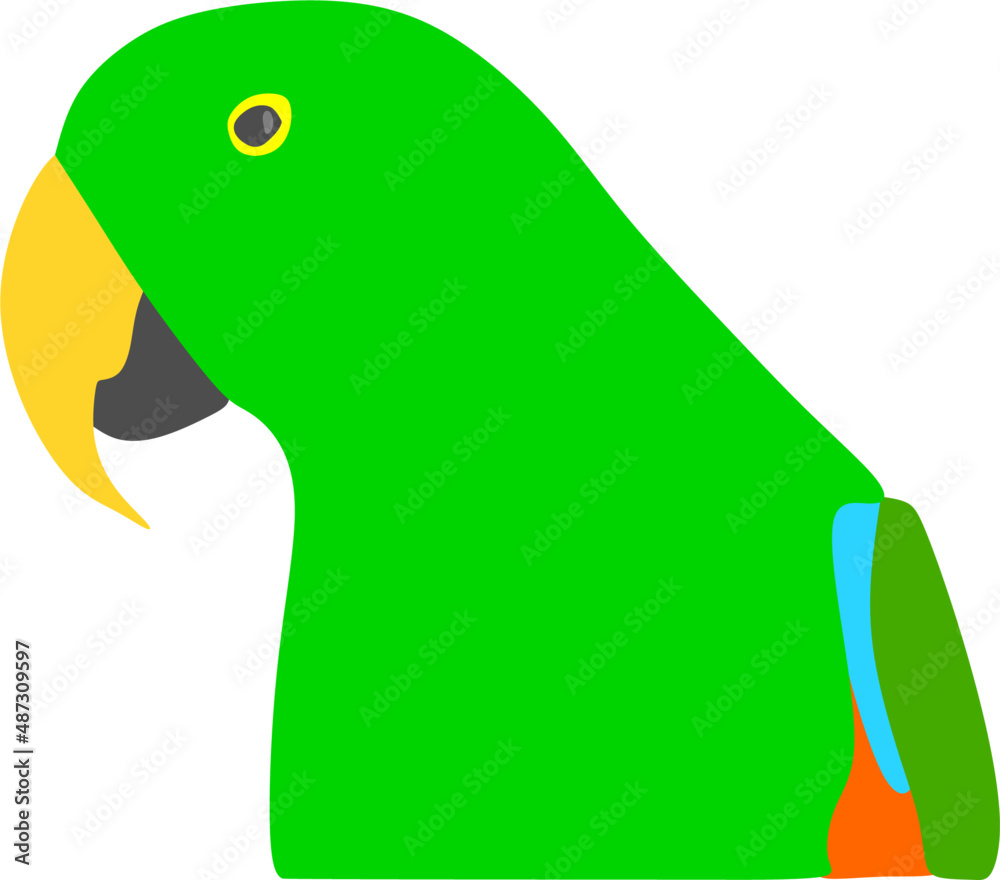 Cartoon illustration of captive bred male green eclectus parrot ...