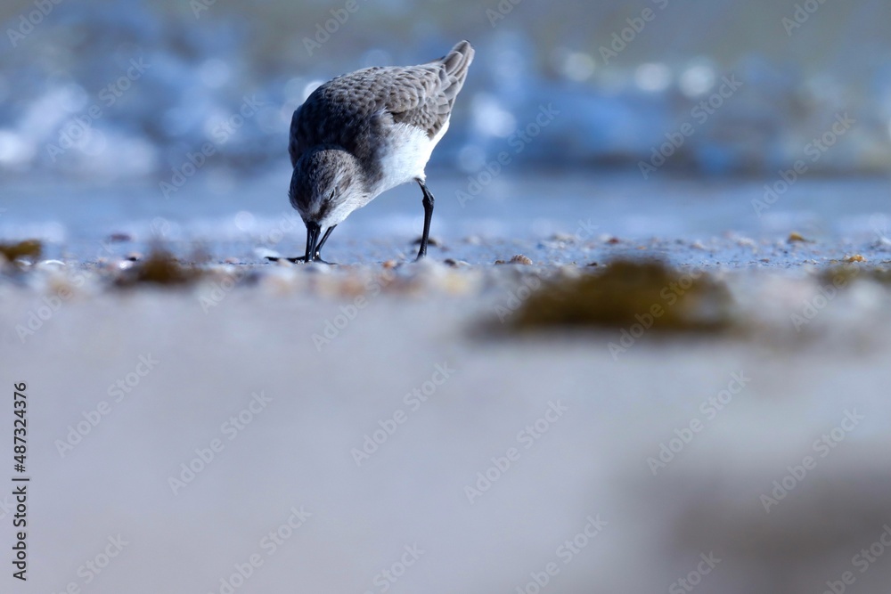 Sanderling on the beach. Calidris alba. The sanderling is a small ...