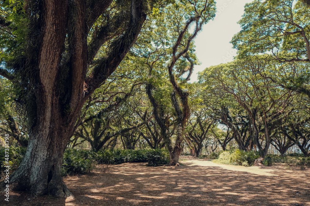 Many giant rain tree, Chamchuri or monkey pod tree. Magical beautiful ...