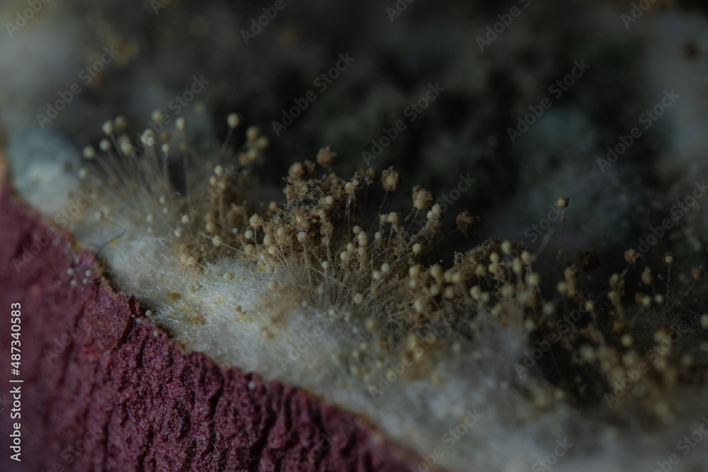 Fungus on the food in the kitchen Stock Photo | Adobe Stock