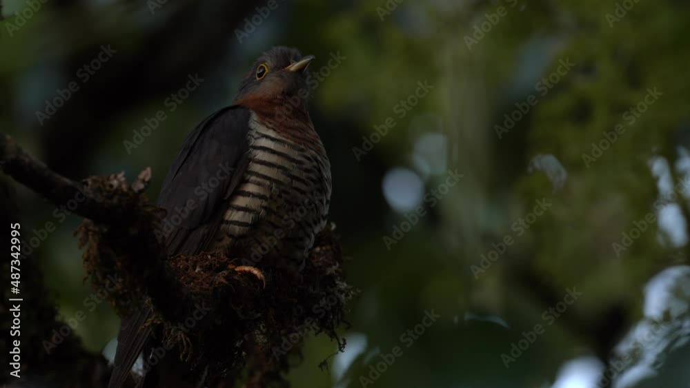 Red-chested cuckoo, Cuculus solitarius, sitting on the tree, gree ...