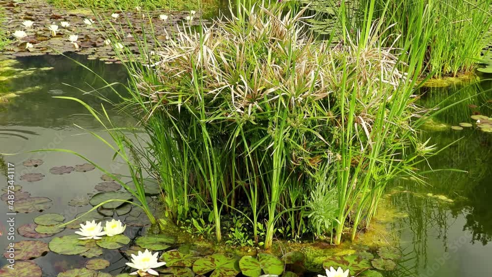 Cyperus alternifolius, umbrella papyrus, umbrella sedge or umbrella ...