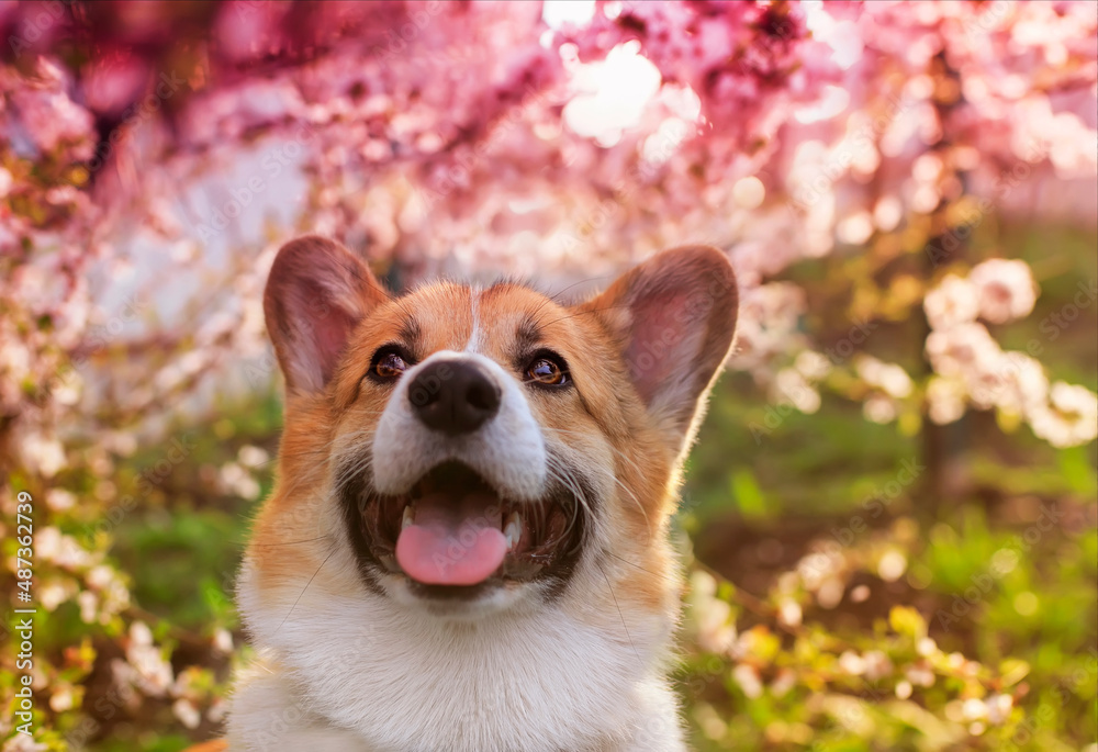 Laughing Corgi