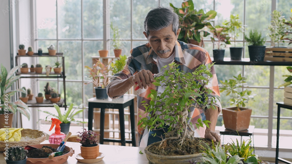 Agriculture concept. A retired Asian man pruning a bonsai tree in a ...