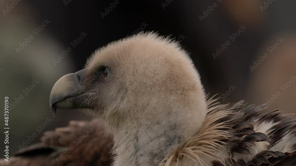Portrait of vulture. Griffon Vulture, Gyps fulvus, big birds of prey ...