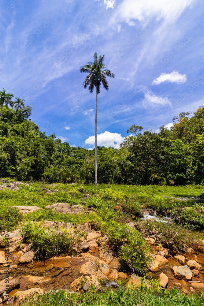 Royal palm tree in the middle of a rainforest near the river Stock ...