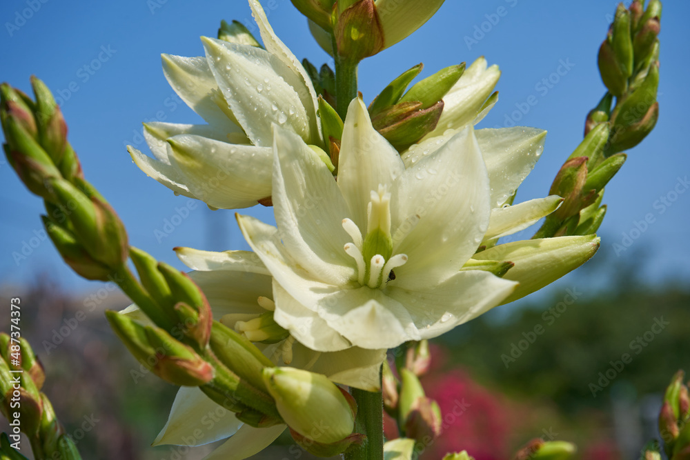 yucca flowering,close up of blooming yucca flower in the garden Stock ...
