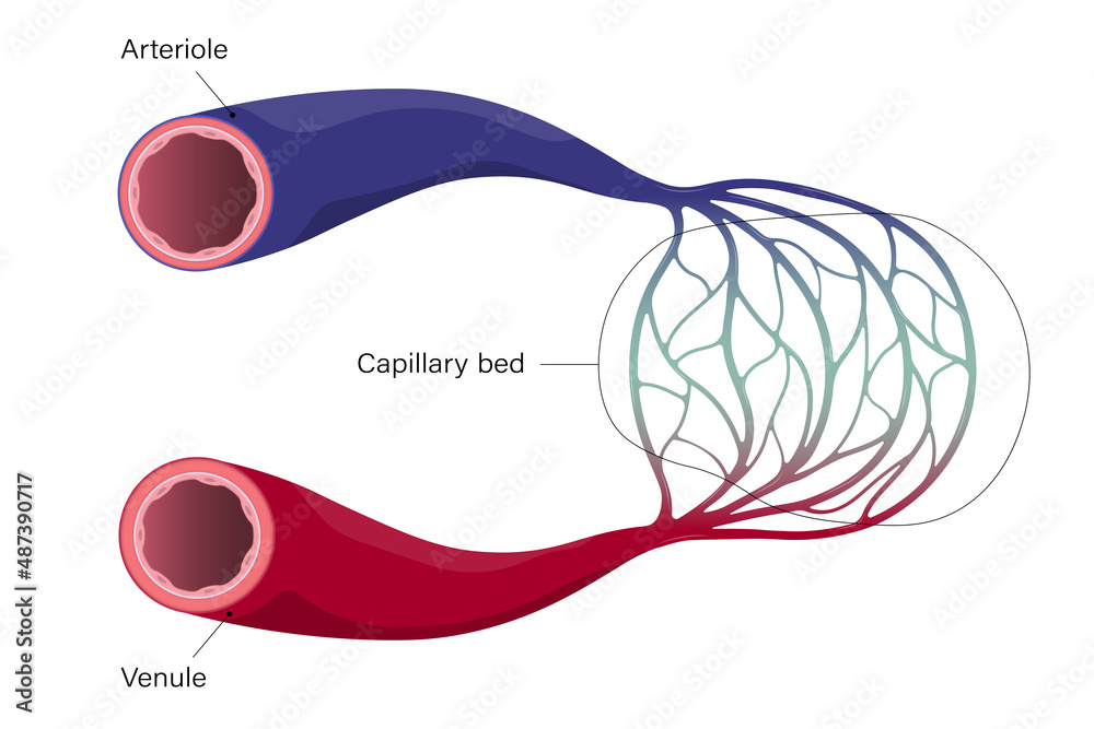 Blood vessels. Arteriole, venule and capillary. Stock Vector | Adobe Stock
