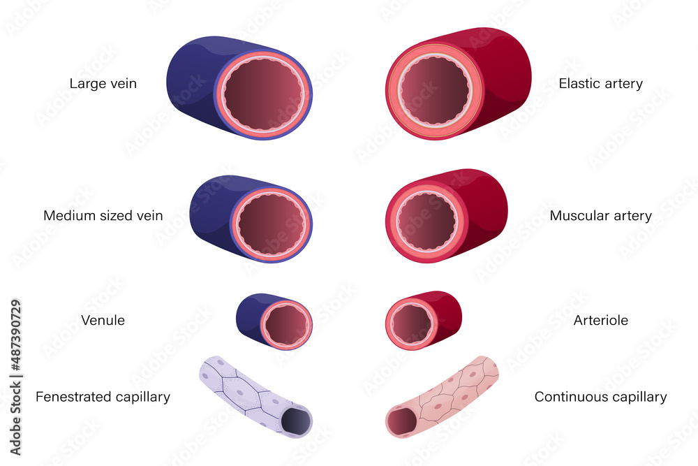 Type of blood vessels. Arteries and Veins. Medical education. vector de ...
