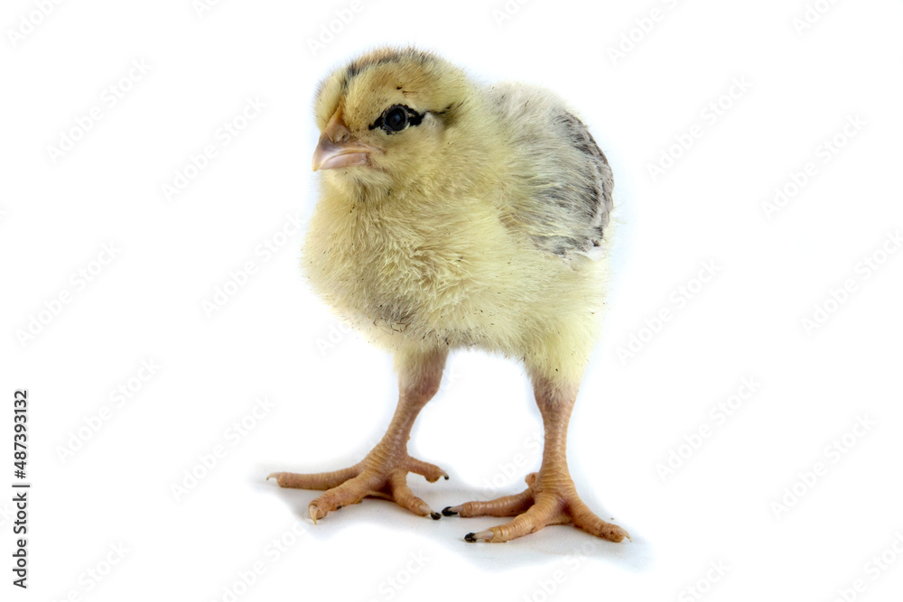 Beautiful cute little chicken isolated on white Stock Photo | Adobe Stock