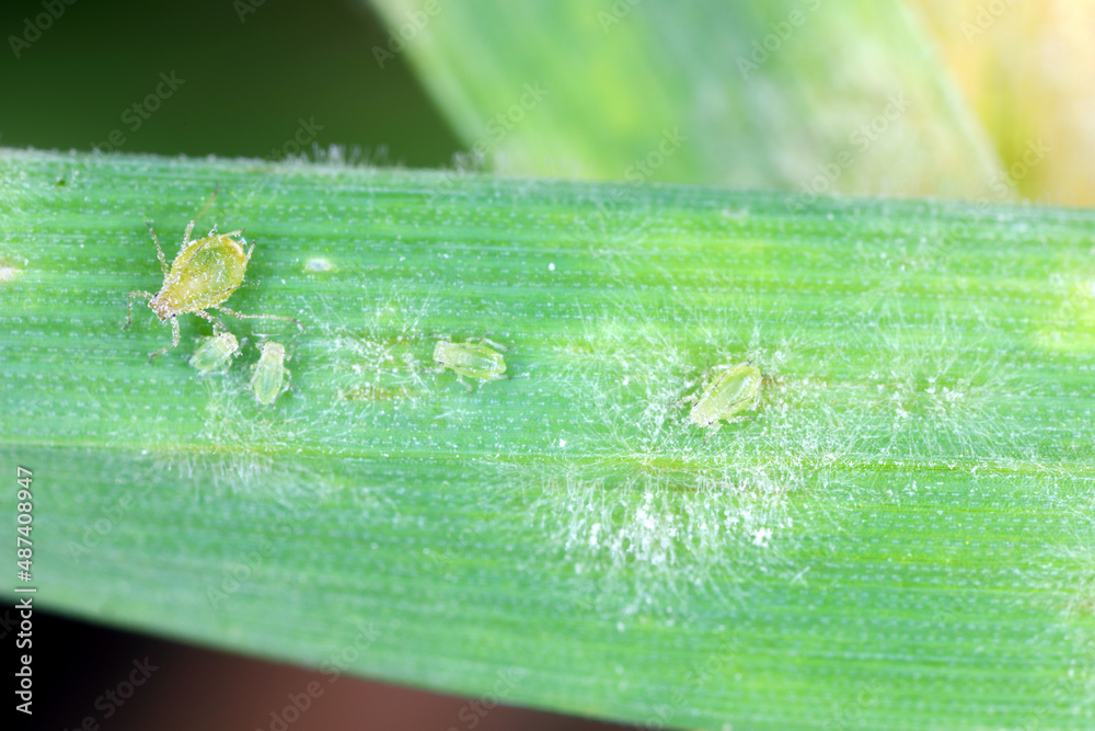 Peach aphid and powdery mildew on barley foliage. foto de Stock | Adobe ...
