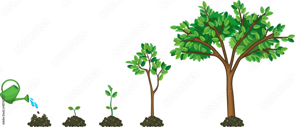 Life cycle of tree: from seed to large green tree. Stages of growth ...