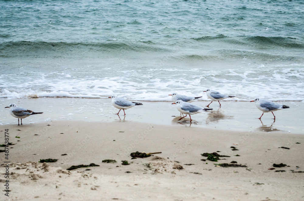 Flying seagulls on a bright cold day at the sea. These white birds are ...