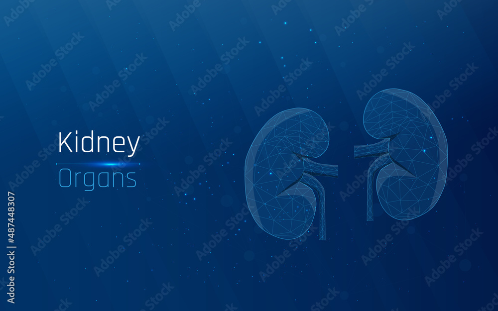 Futuristic glowing low polygonal human kidneys made of lines, light ...