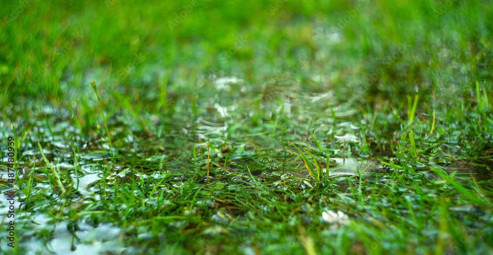 Green grass flooded with rain.Summer rain.Rectangular background with ...