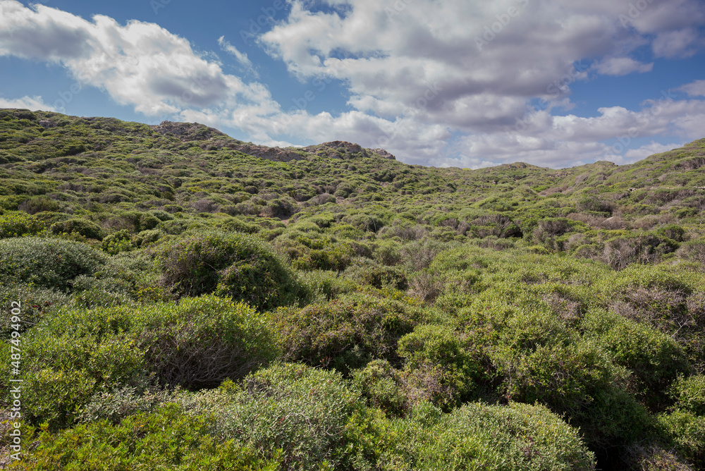 Foto de Mediterranean shrublands in Cape of Favaritx, municipality of ...