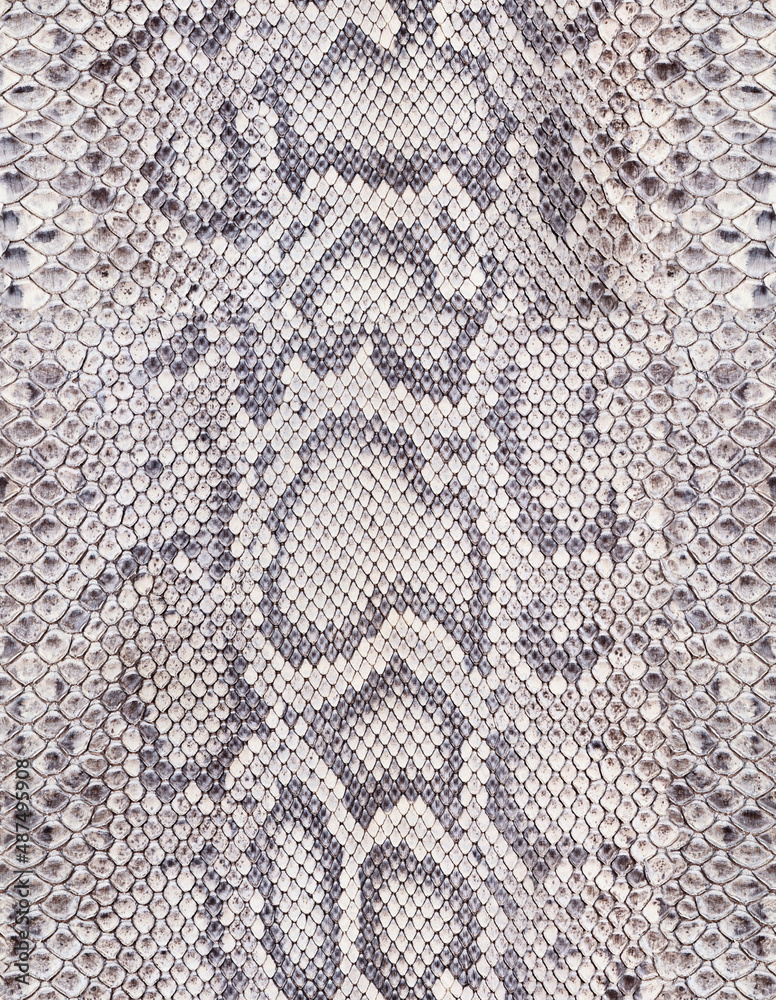 texture of snake skin Stock Photo | Adobe Stock