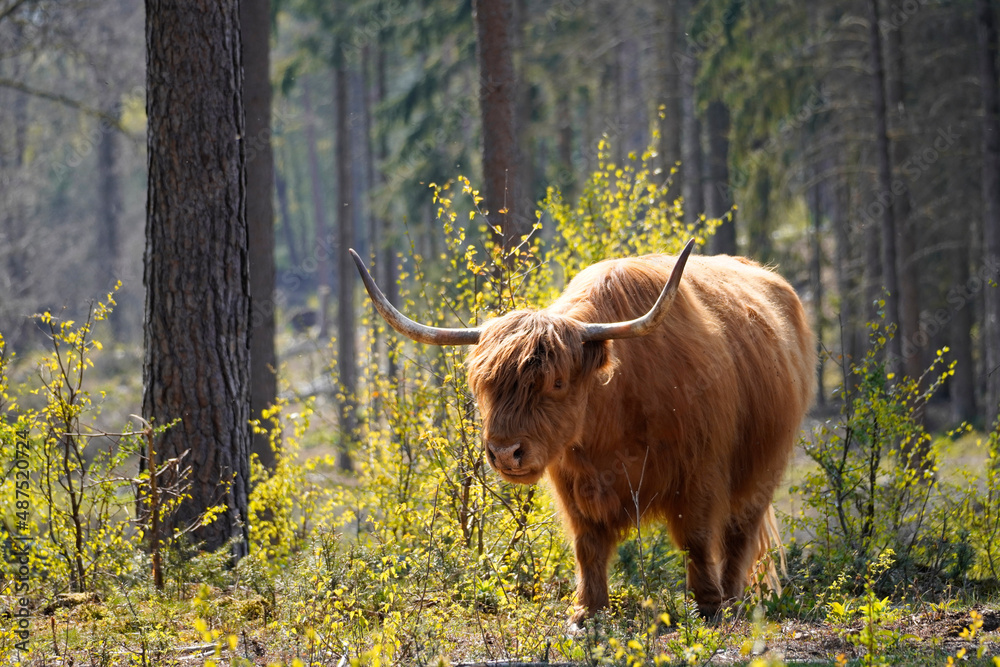 Scottish highland cattle, Bos taurus taurus. Old breed of cattle from ...