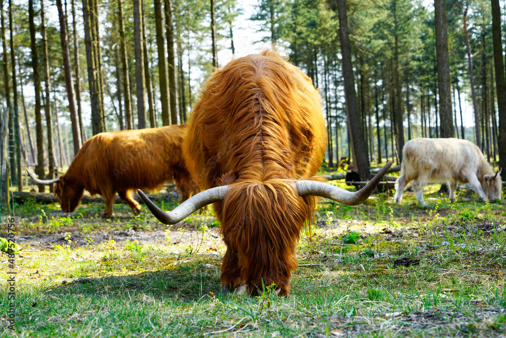 Scottish highland cattle, Bos taurus taurus. Old breed of cattle from ...