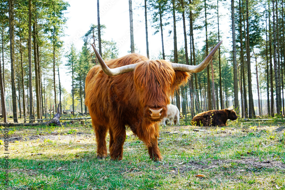 Scottish highland cattle, Bos taurus taurus. Old breed of cattle from ...