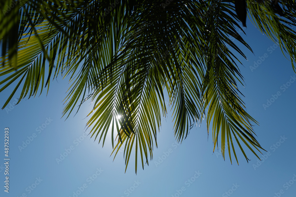 Palms texture. Tropical trees background. Coco palms on blue sky ...