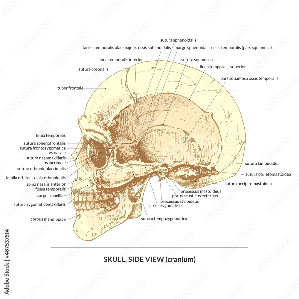 415_skull, side view_human skull, side view, hand drawing, graphics, brown, vector detailed ...